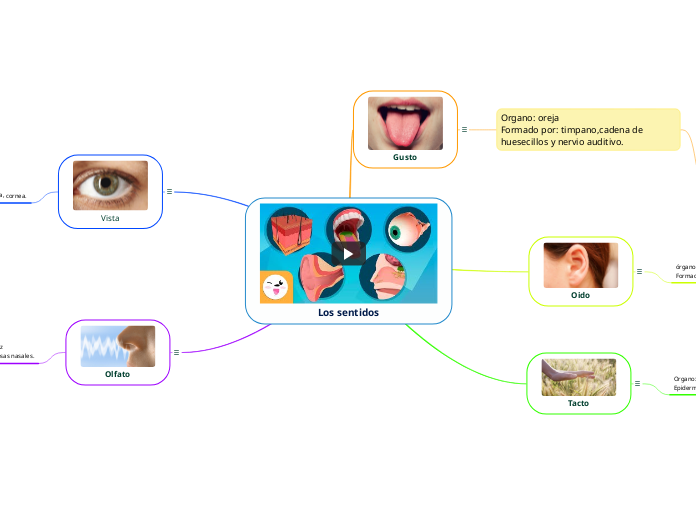 Los sentidos - Mind Map